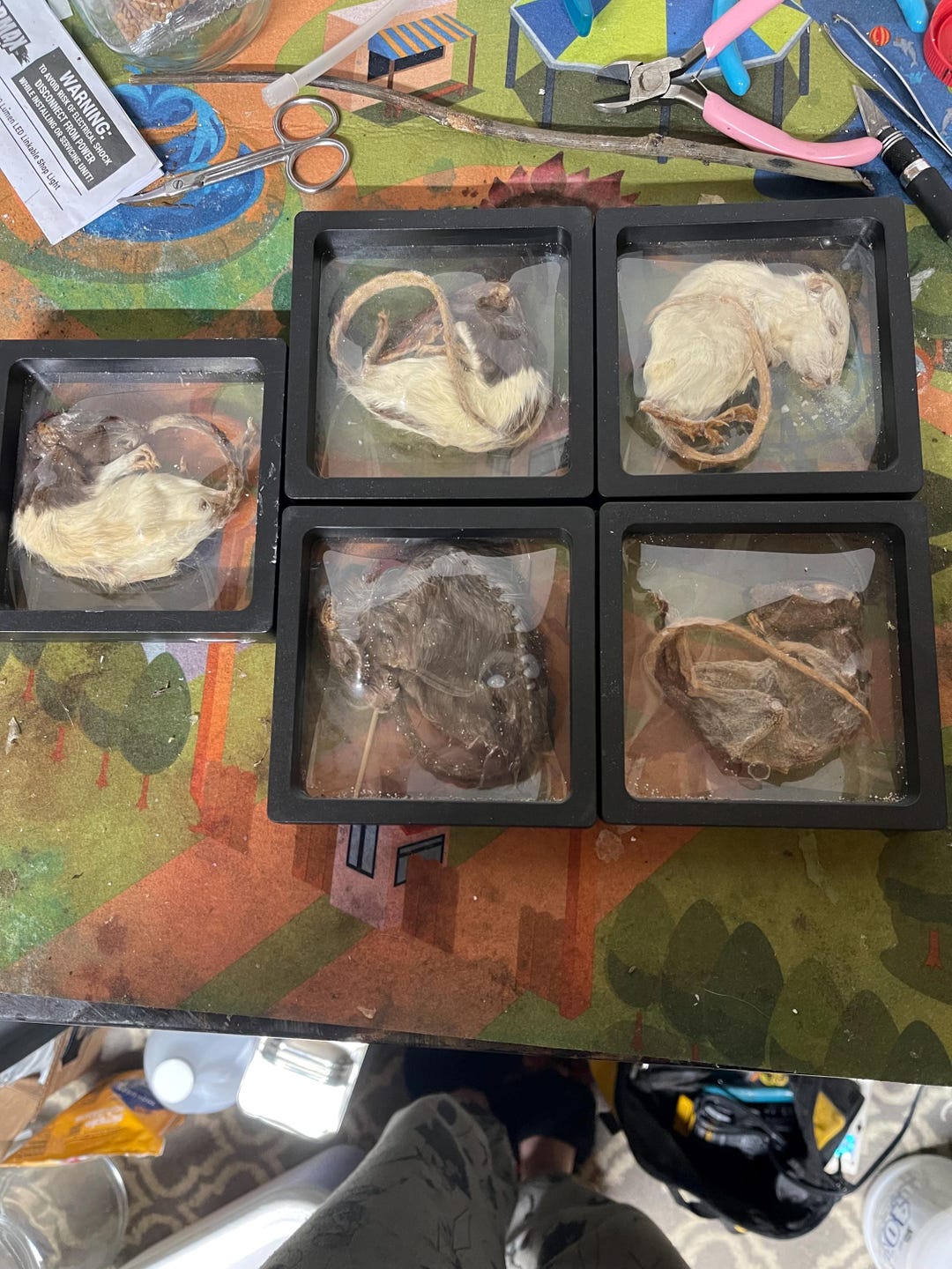 Mummified Feeder Rats - Etsy