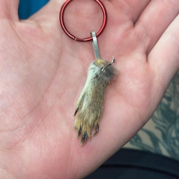 Squirrel Feet - Etsy