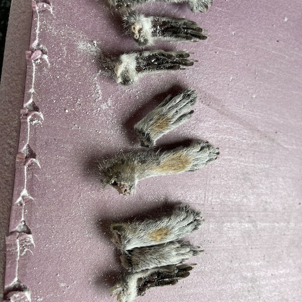 Squirrel Feet - Etsy