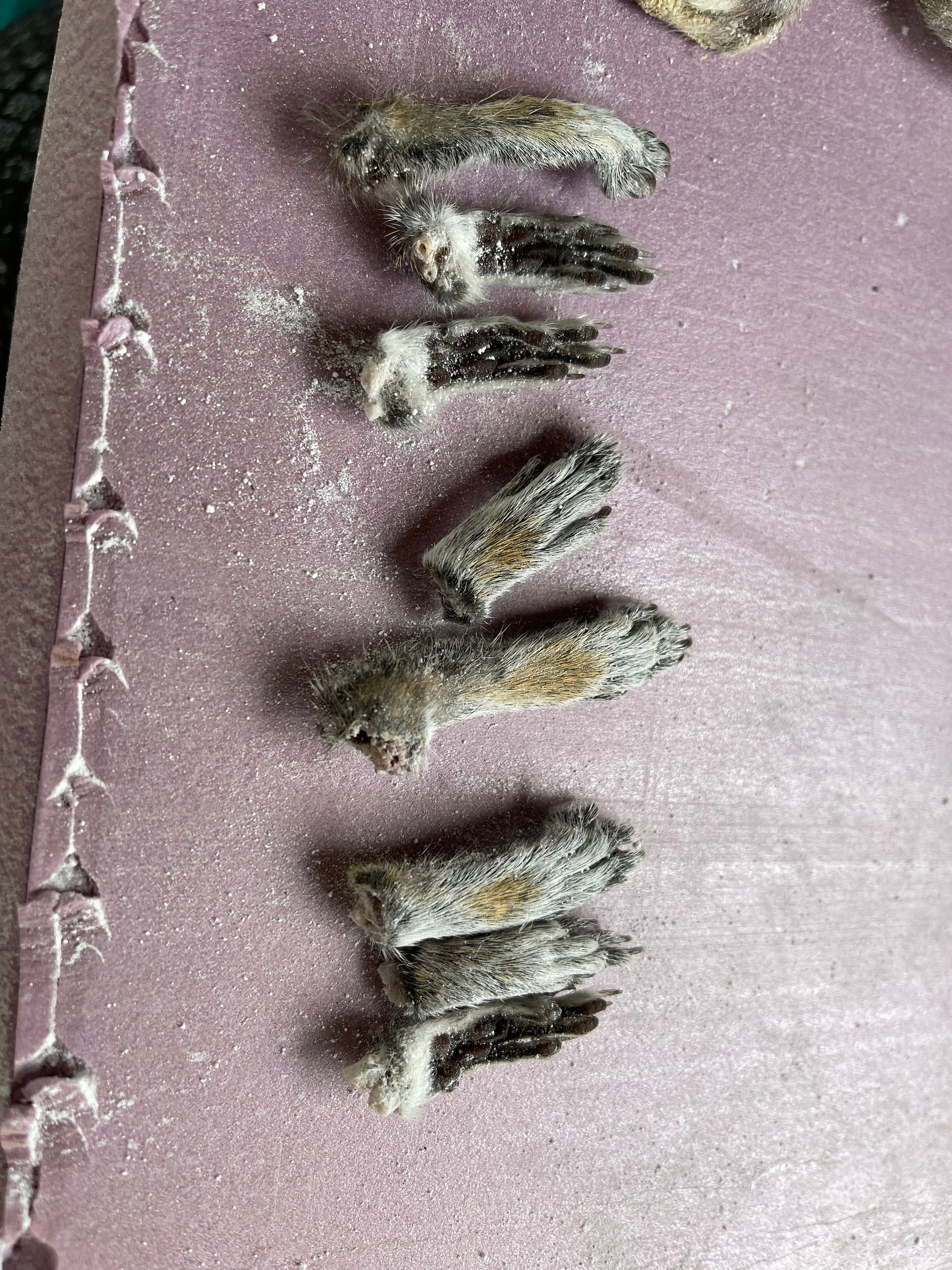 Mummified Squirrel Feet - Etsy