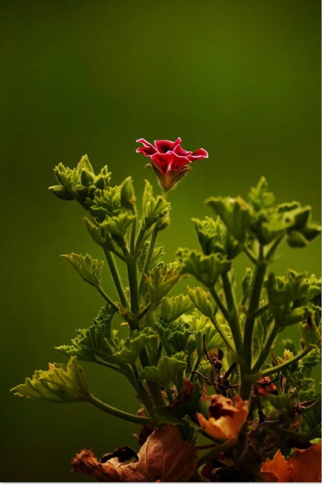 Mom's Geraniums - Digital Download - Etsy