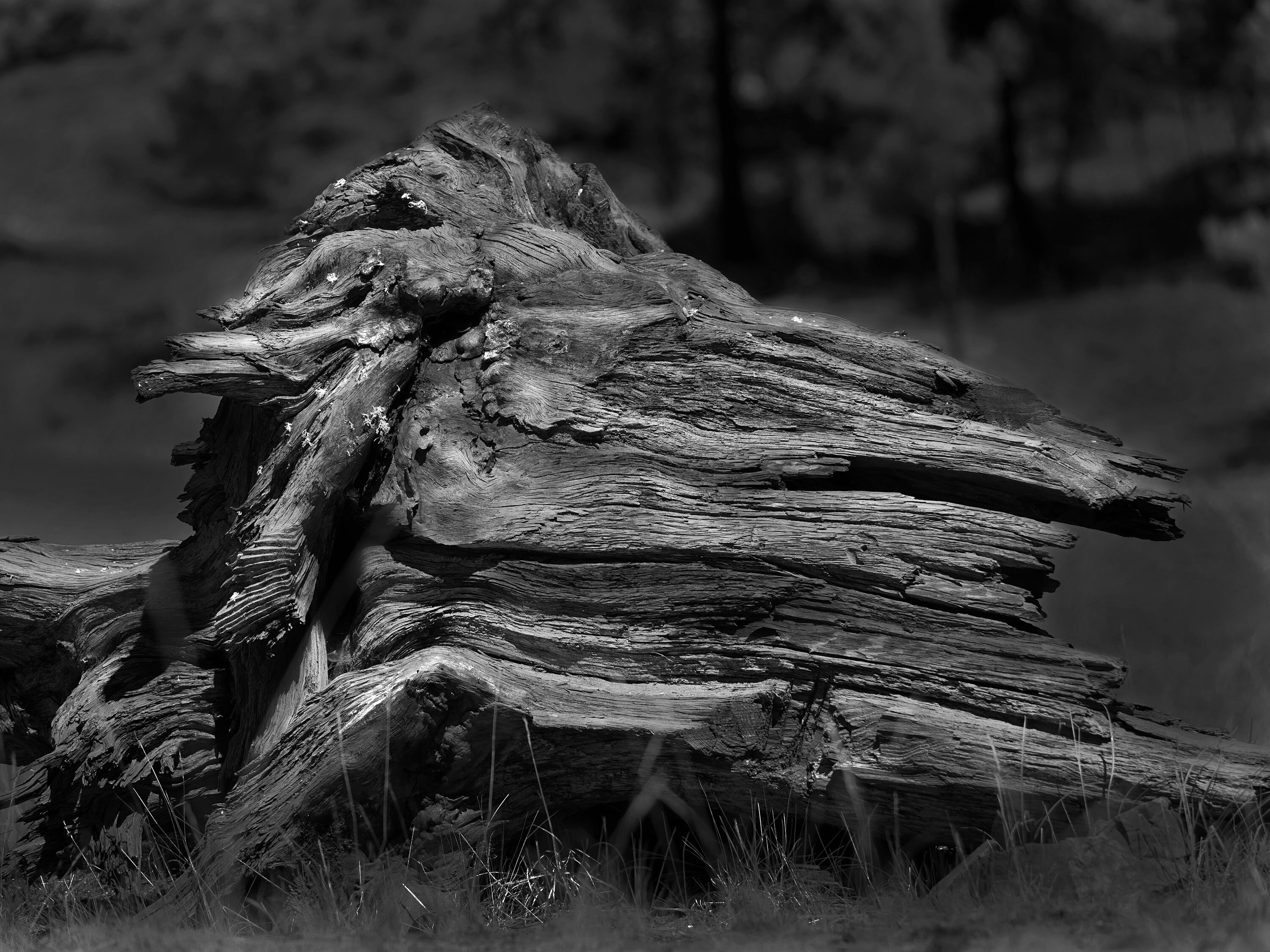 Stump Dragon Downloadable Digital Photo Print - Etsy