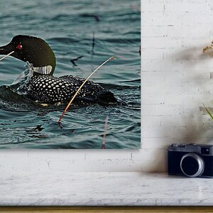 Common Loon - Downloadable Digital Photo Print - Etsy