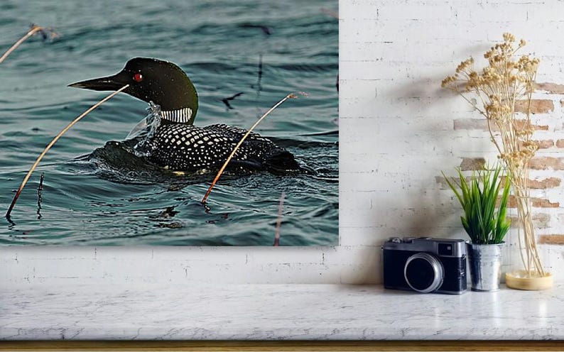 Common Loon - Downloadable Digital Photo Print - Etsy
