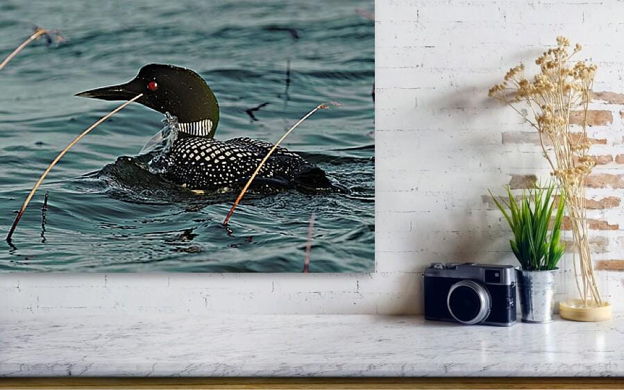 Common Loon - Downloadable Digital Photo Print - Etsy