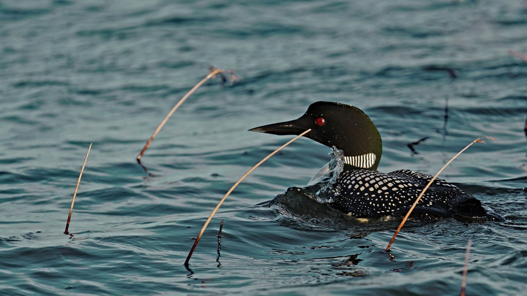 Common Loon - Downloadable Digital Photo Print - Etsy