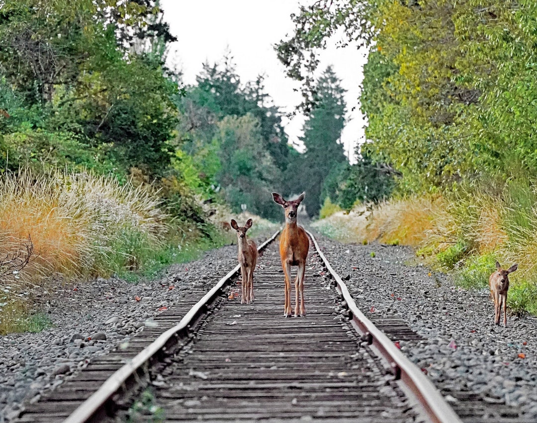 Deer Tracks - Downloadable Digital Photo Print - Etsy
