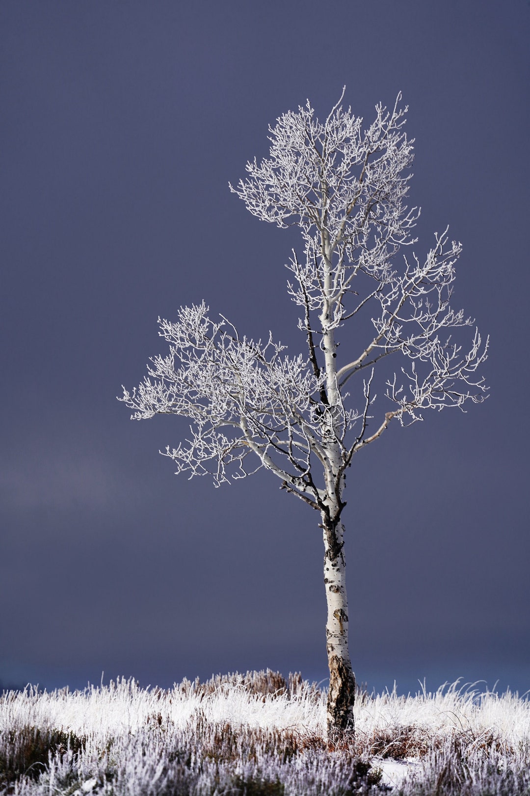 Frosted Lone Aspen - Digital Download Print - Etsy