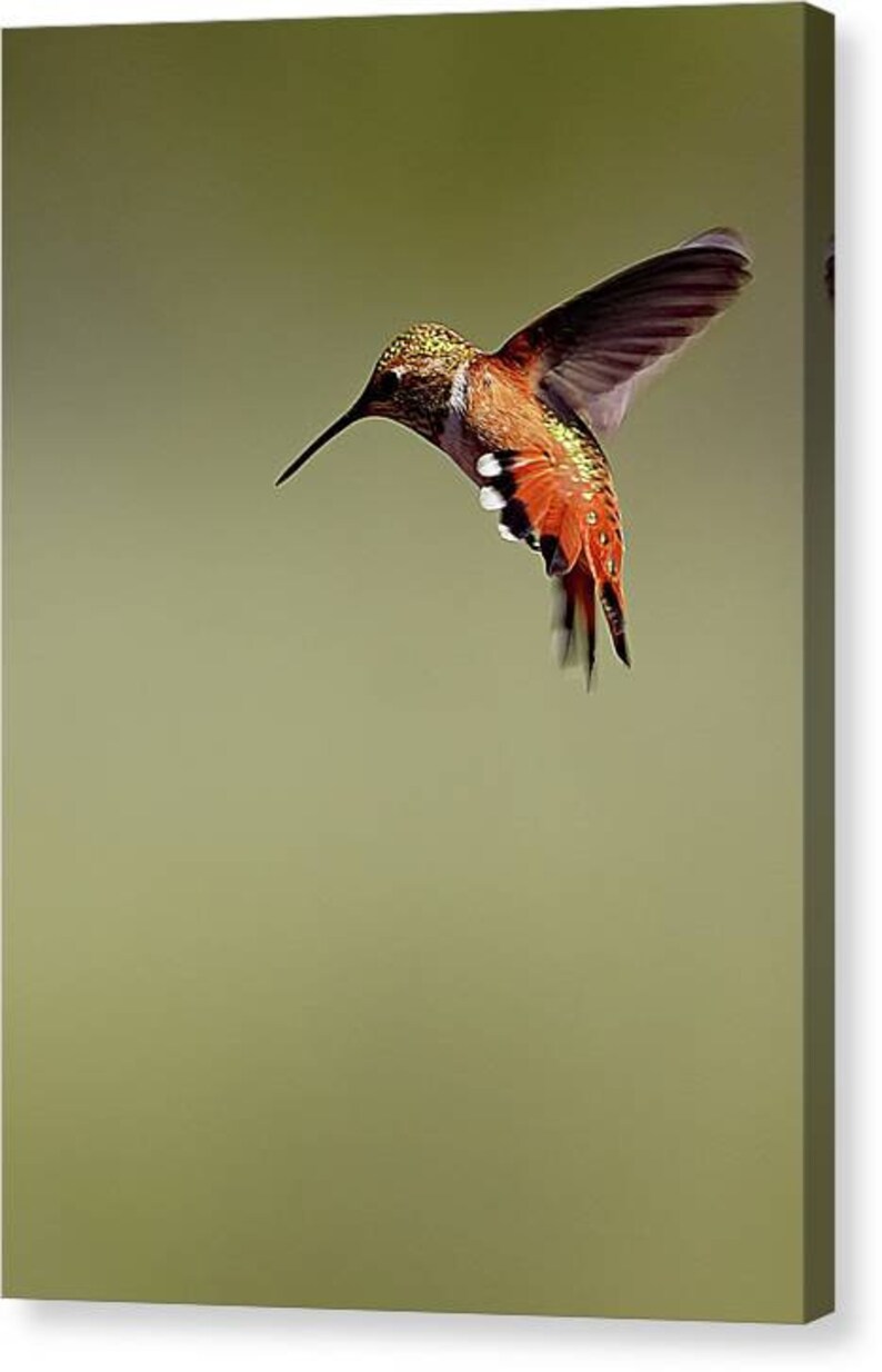 Rufus Hummingbird - Printable Download - Digital Print - Etsy