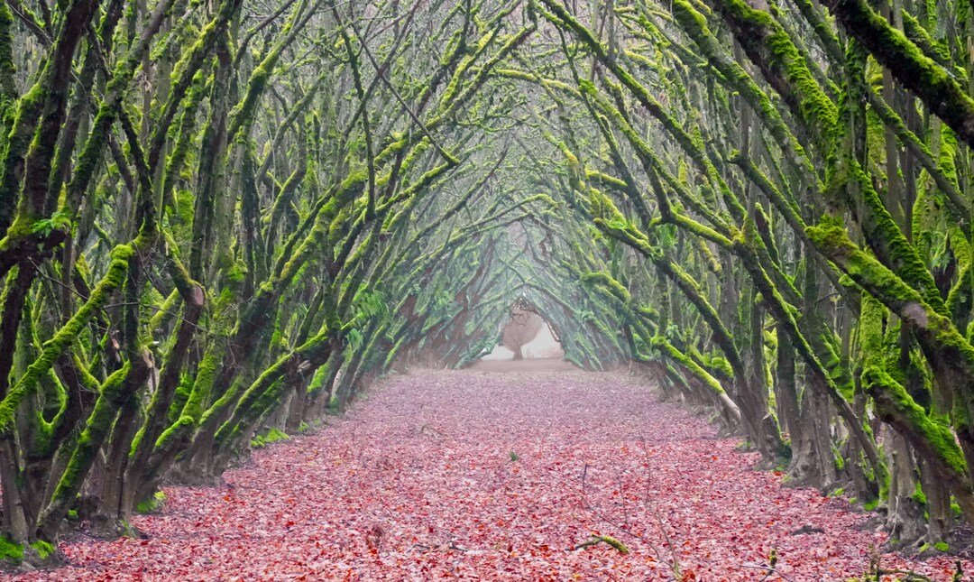 Orchard Walk - Downloadable Digital Print - Etsy