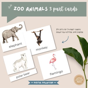 Montessori Zoo Animals 3 Part Cards | Vocabulary Animal Flash Cards for ...