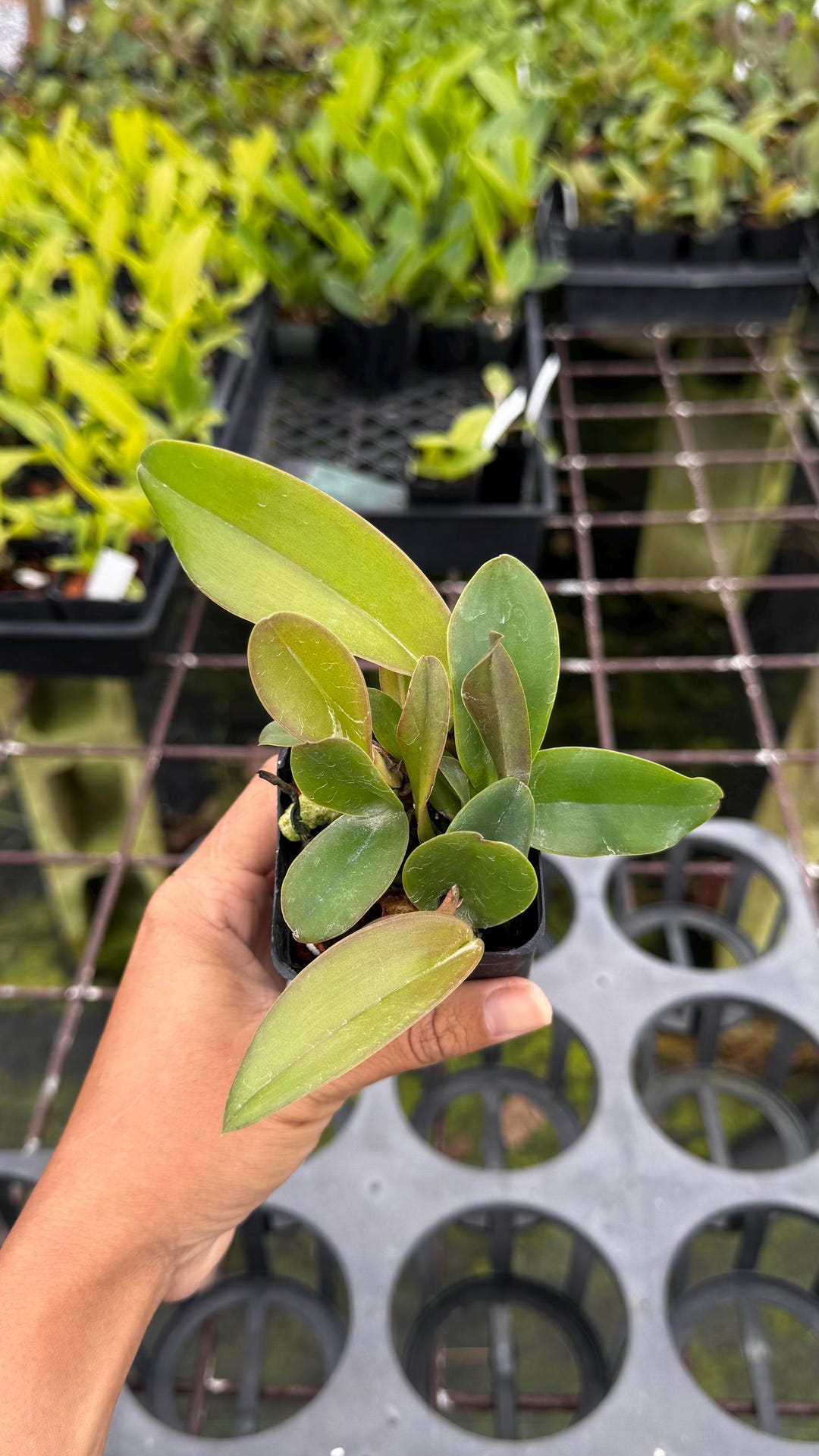 Rlc. George Suzuki - Etsy