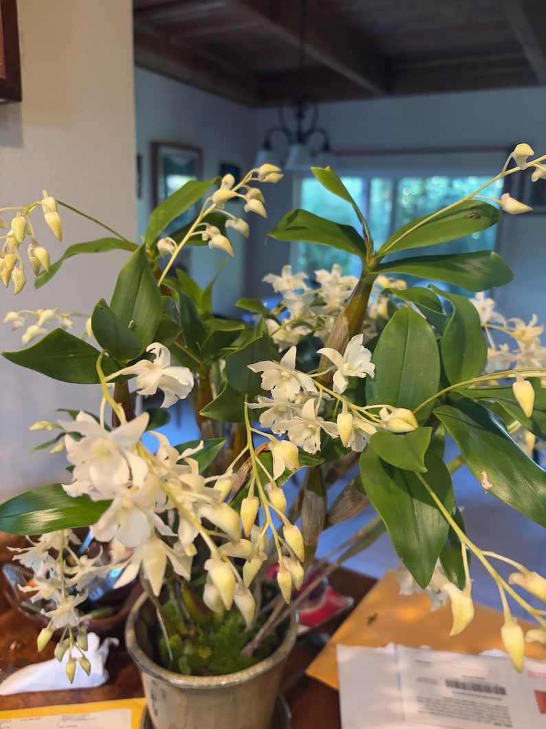 Dendrobium Mini Snowflake. - Etsy