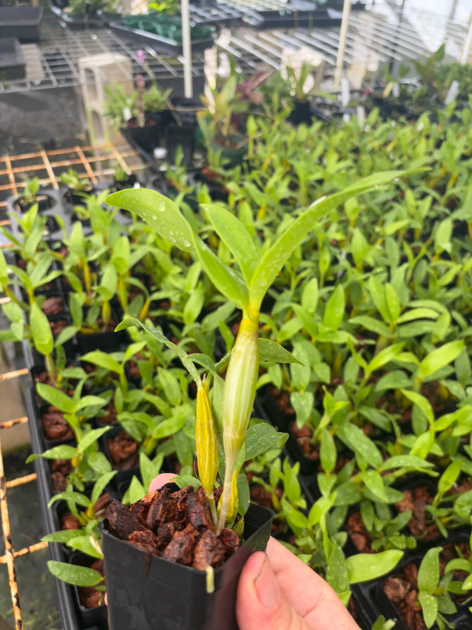 Dendrobium Mini Snowflake. - Etsy