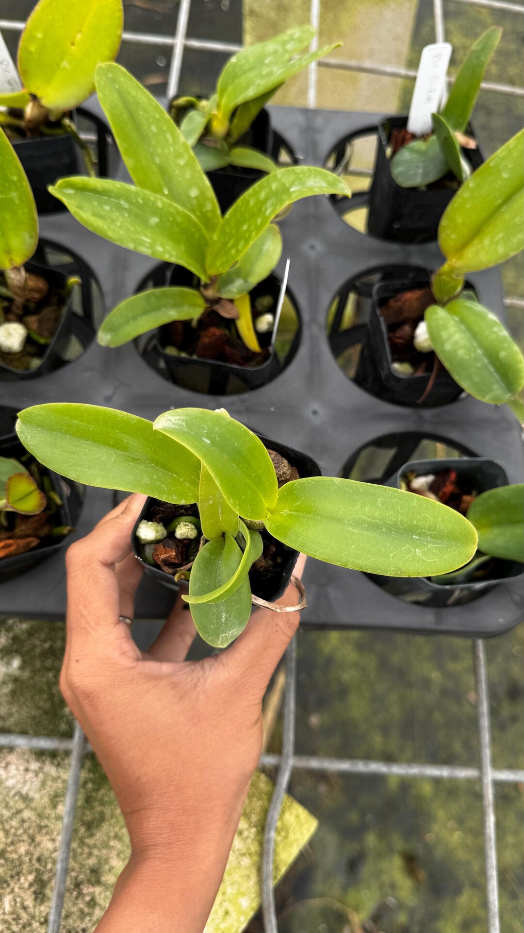 Rlc. Siam Skyline ‘golden Crown’ - Etsy