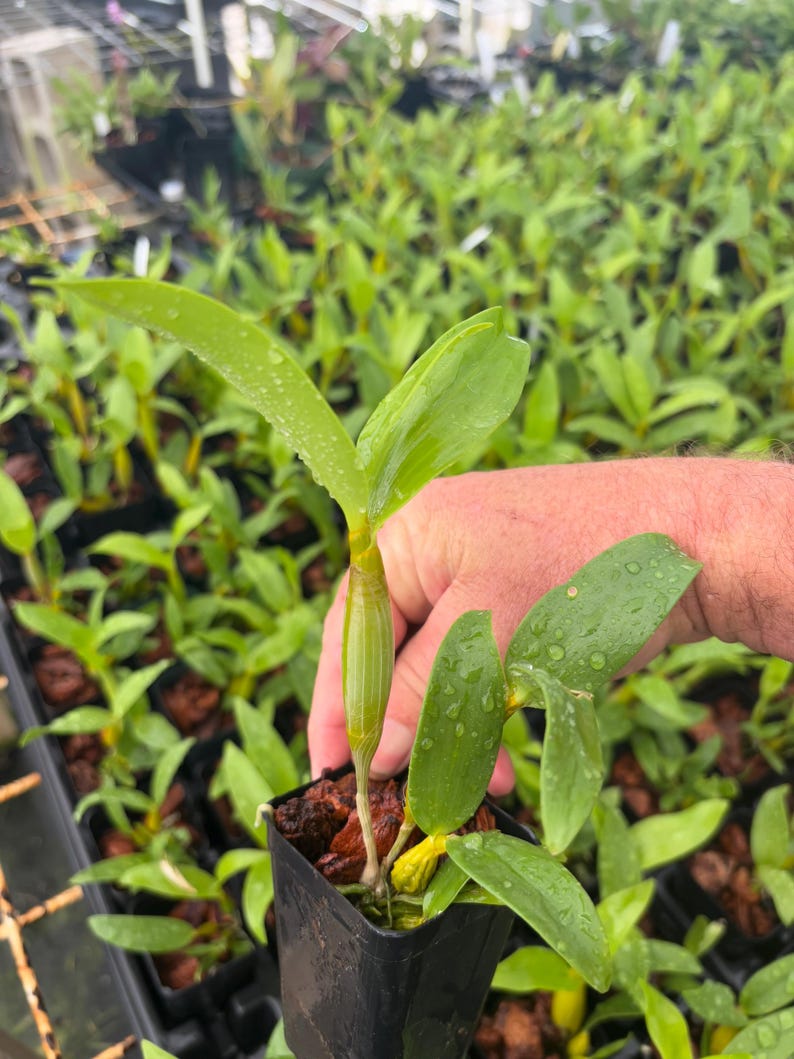 Dendrobium Mini Snowflake. - Etsy