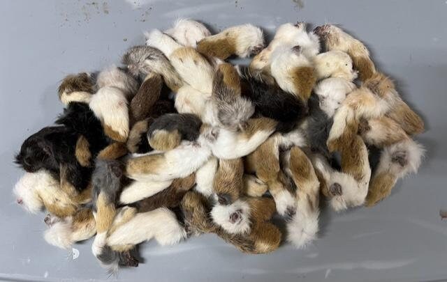 50 Dehydrated Rabbit Feet, Front Feet. All Natural and Amish Raised - Etsy