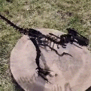 Raptor Steel Sculpture | Metal Dinosaur Centerpiece | Velociraptor ...