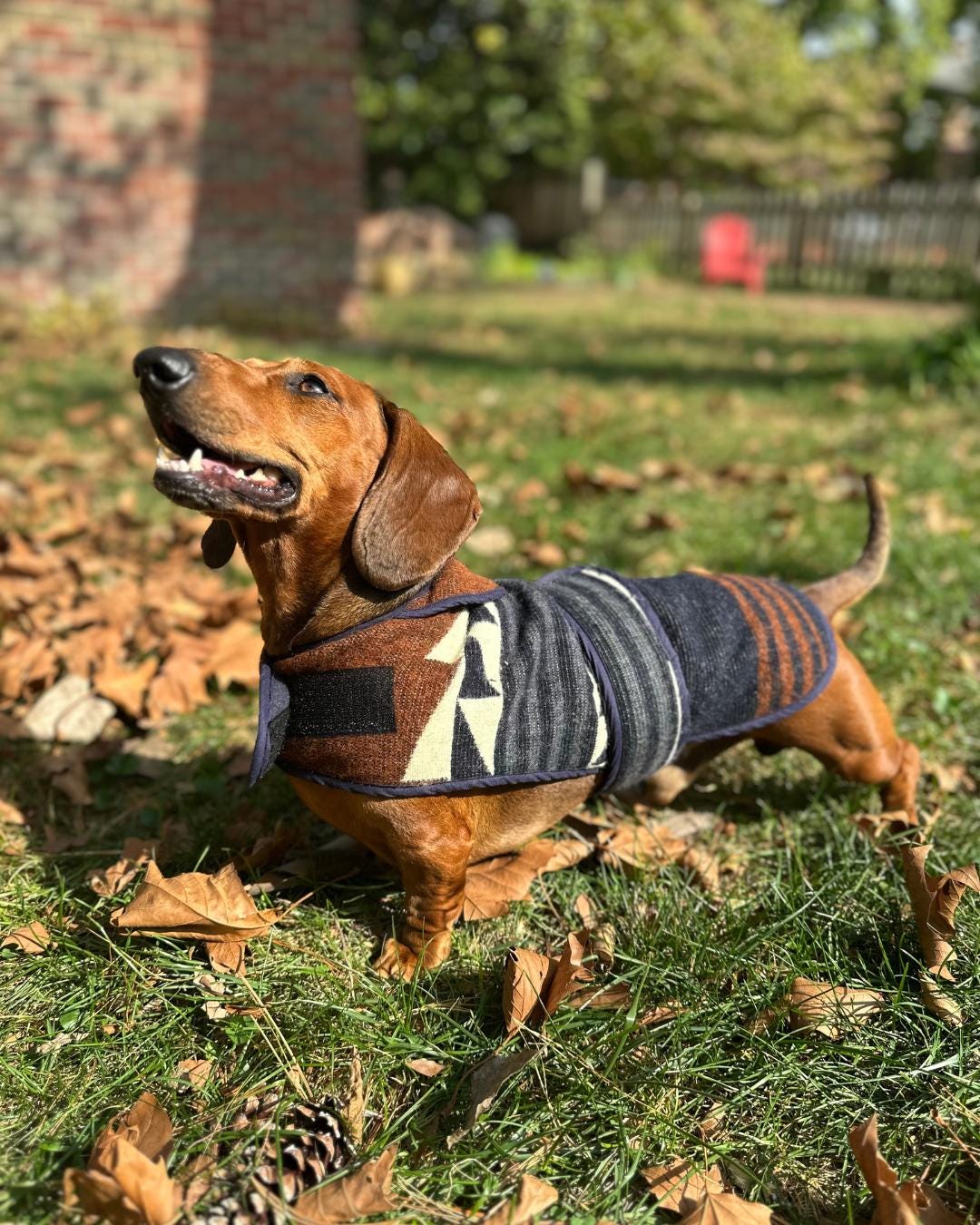 Wiener Dog Clothing - Etsy