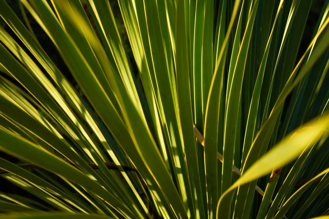 Refresh| Greenery Artwork| Eclectic Home |minimalistic Nature ...