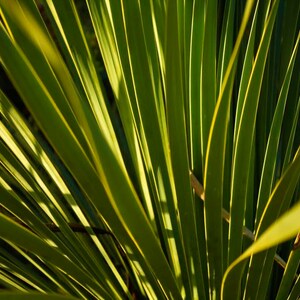 Refresh| Greenery Artwork| Eclectic Home |minimalistic Nature ...