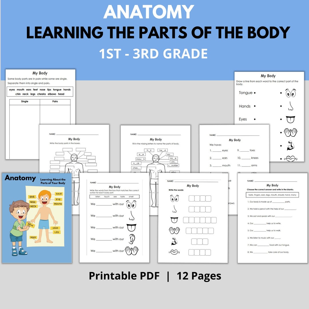 Anatomy - Learning the Parts of the Body - Etsy