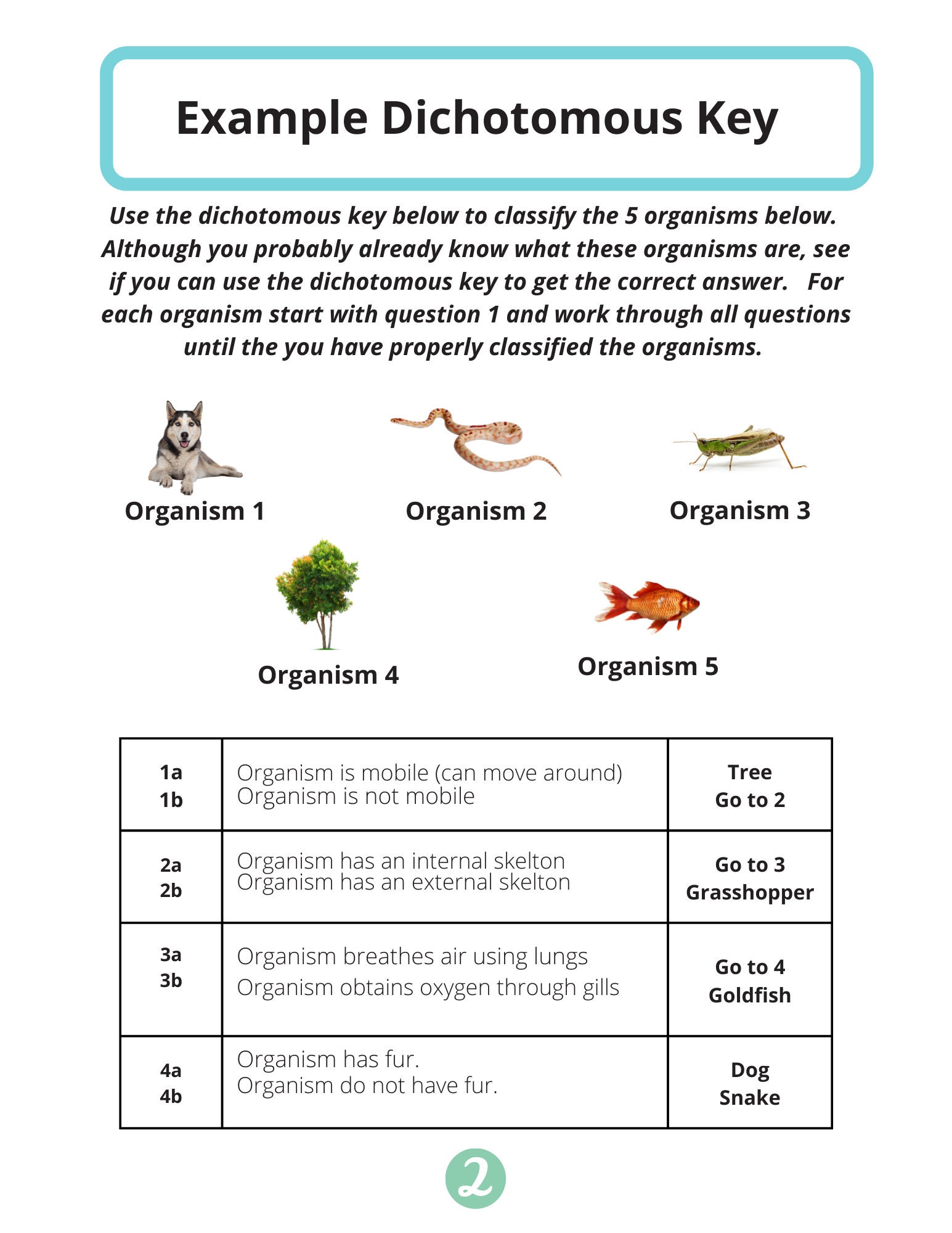 Dichotomous Key Examples For Kids