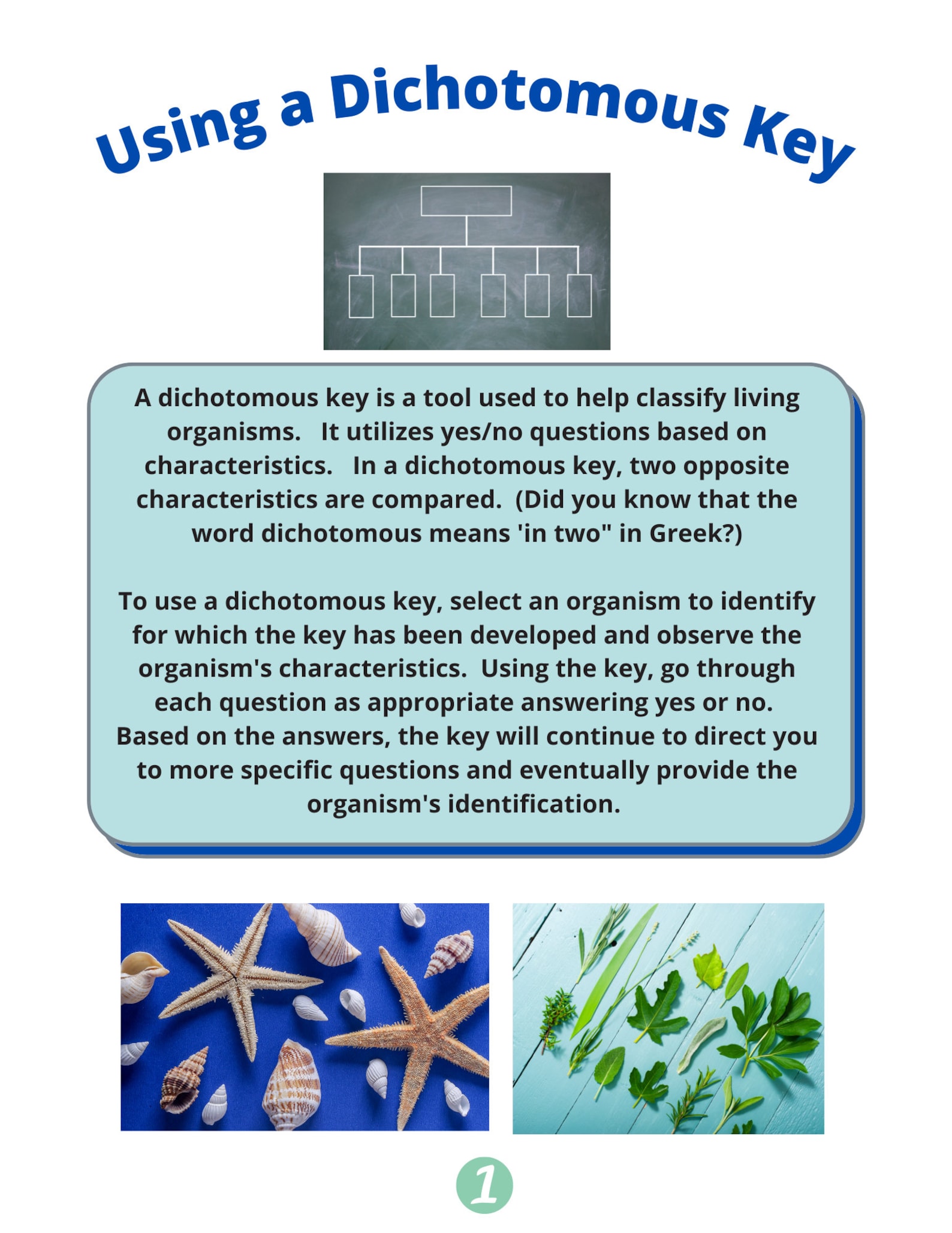 Using a Dichotomous Key - Etsy
