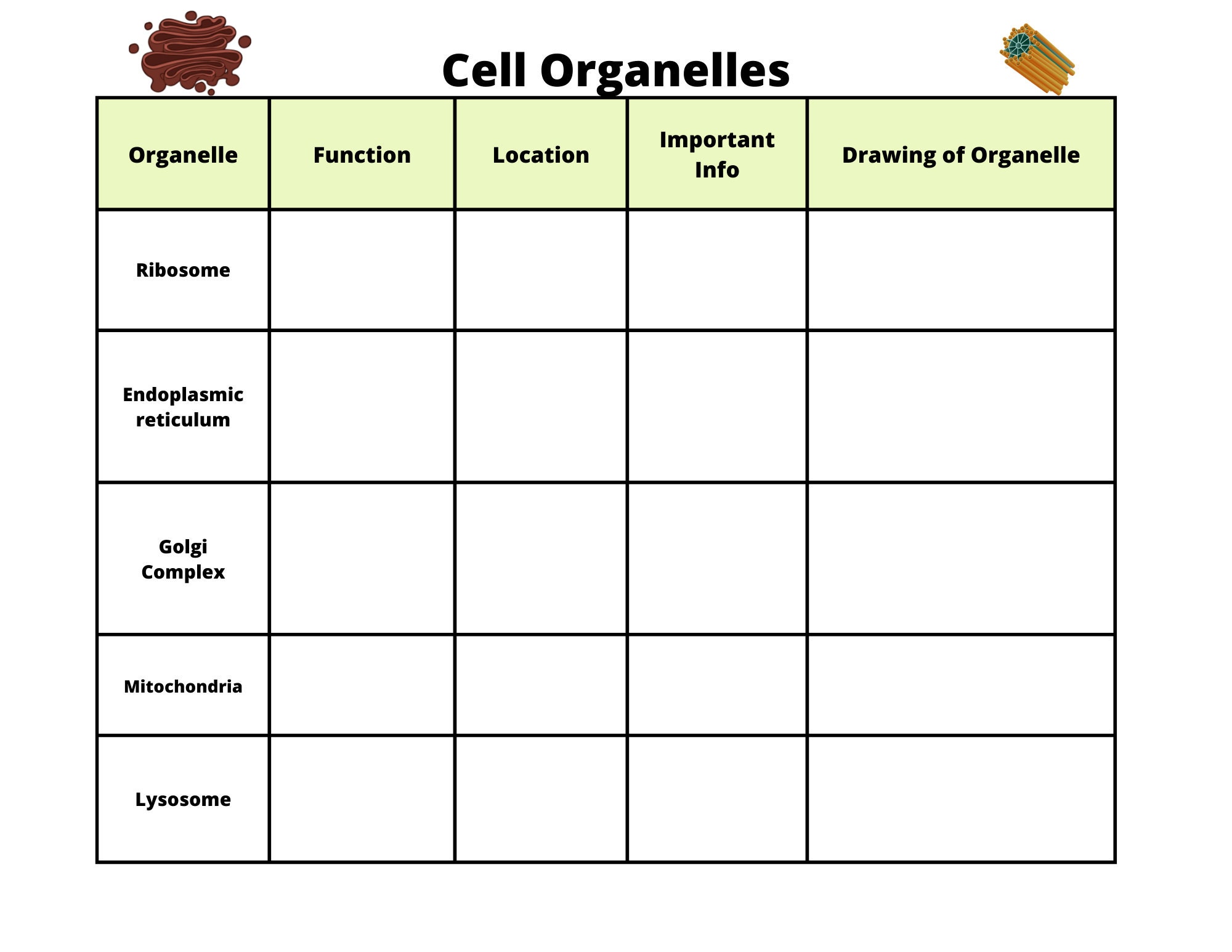 Biology Pack - Protein Synthesis, Cell Organelles and Cell Division ...