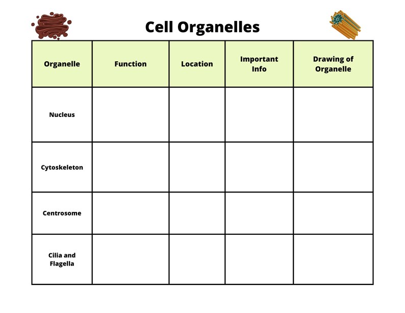 Biology Pack - Protein Synthesis, Cell Organelles and Cell Division ...