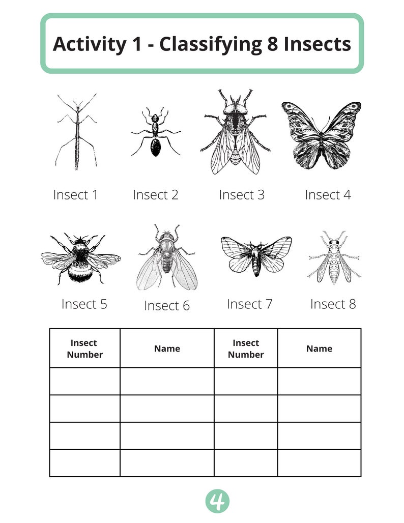 Using a Dichotomous Key - Etsy