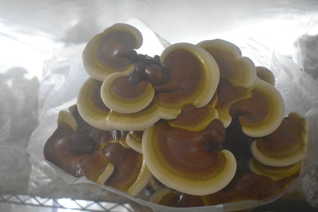 Reishi ganoderma Lucidum Mycelium Liquid Culture - Etsy