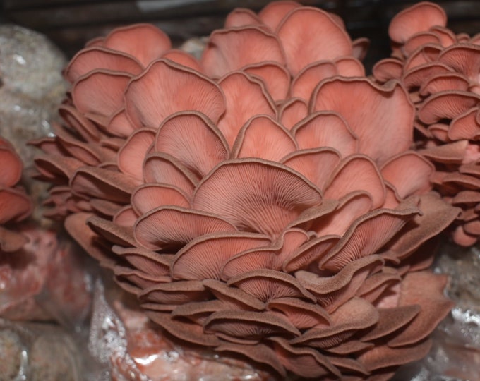 Pink Oyster japan Mycelium Liquid Culture - Etsy