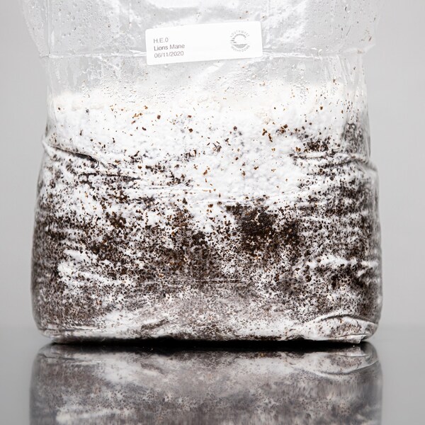 Magic Mushroom Grow Kit - Etsy