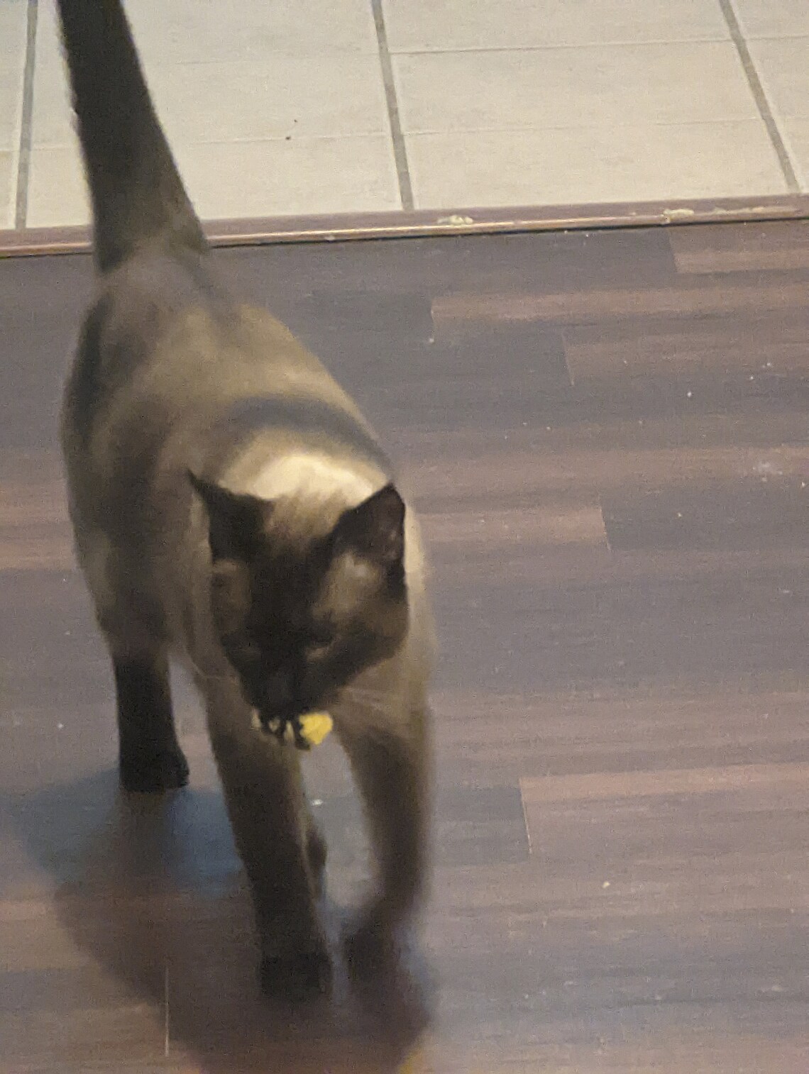 Catnip Bumblebee Cat Toy - Etsy