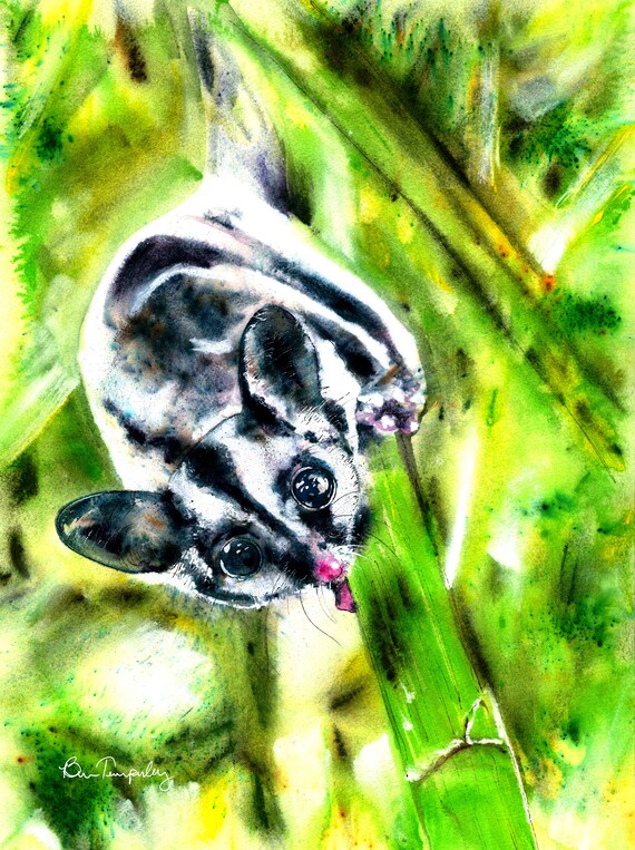 Sugar Glider Watercolor Painting Sugar Glider Art Woodland - Etsy