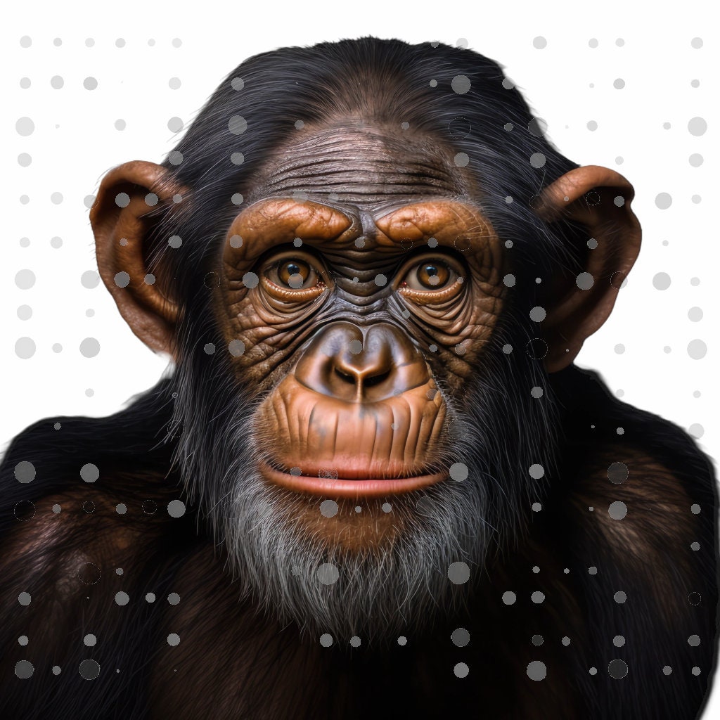 Realistic Wild Animal Clipart PNG Bundle 20 Different Animals - Etsy