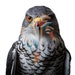 Realistic Birds of Prey Clipart Bundle of 35! - Etsy