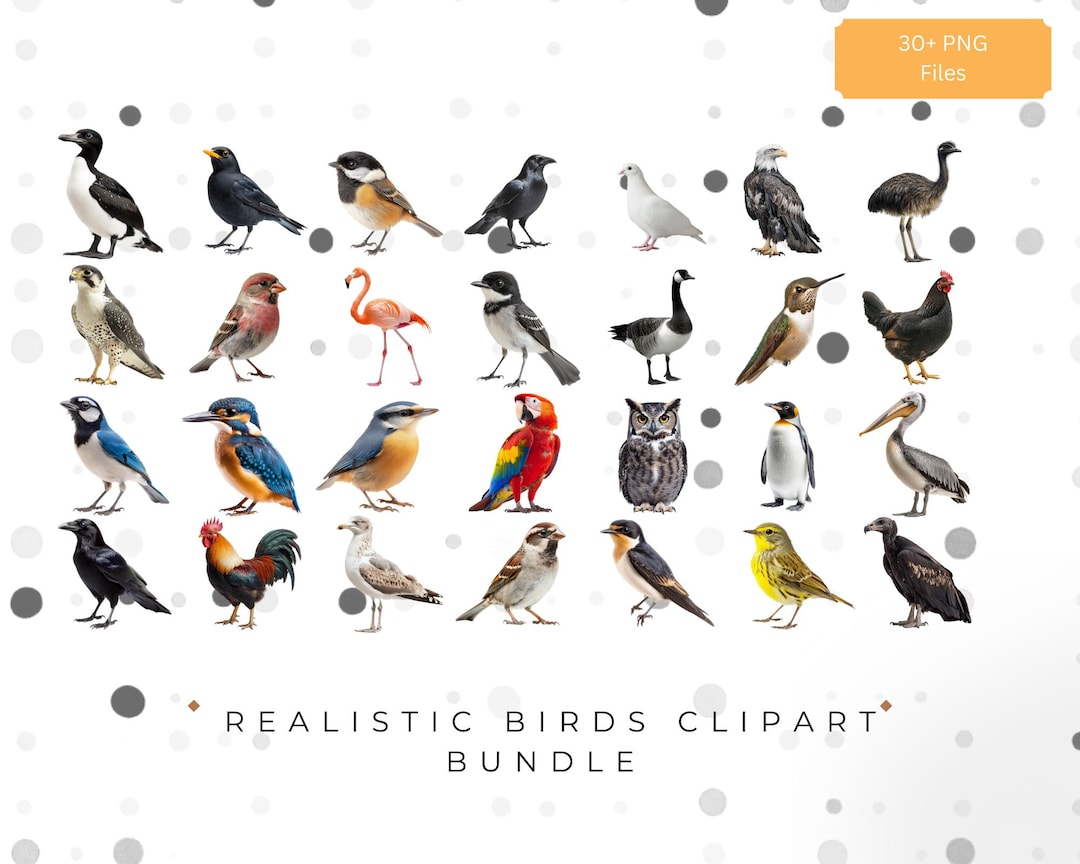 Set of Realistic Bird Clipart | Digital Download | High-resolution Pngs ...