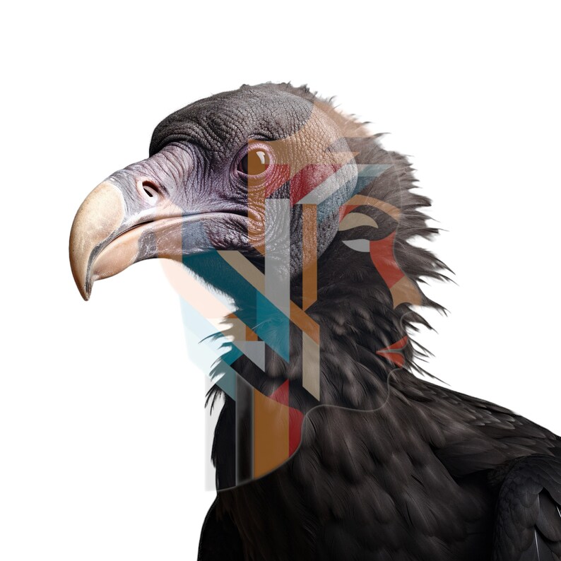 Realistic Birds of Prey Clipart Bundle of 35 - Etsy