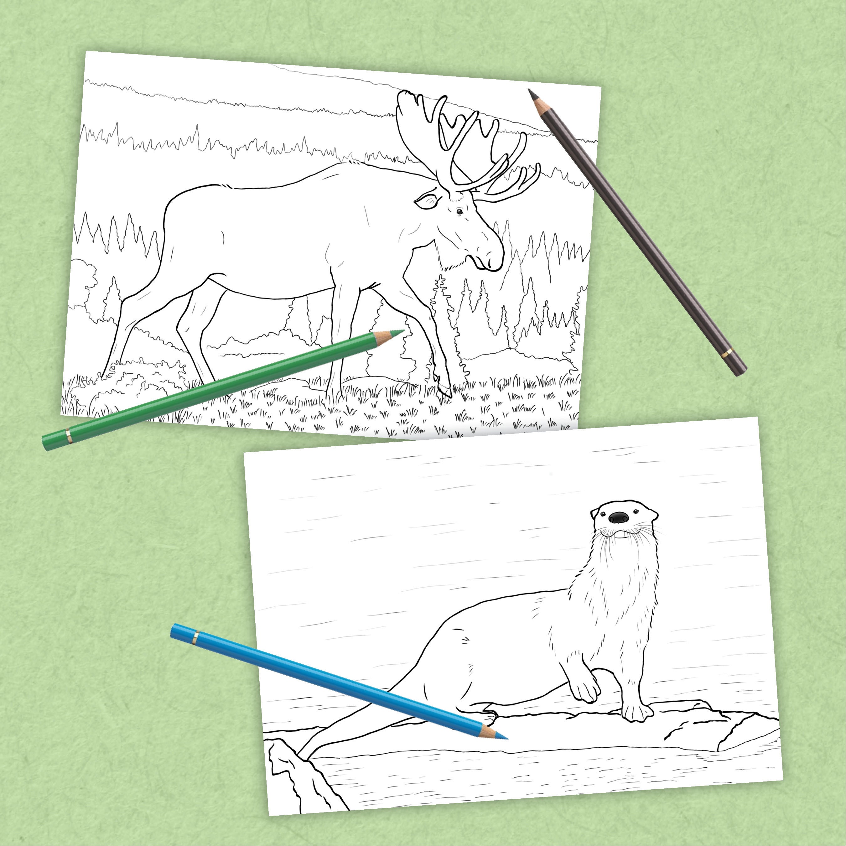North American Animals Coloring Pages - 15 Pictures to Download and ...
