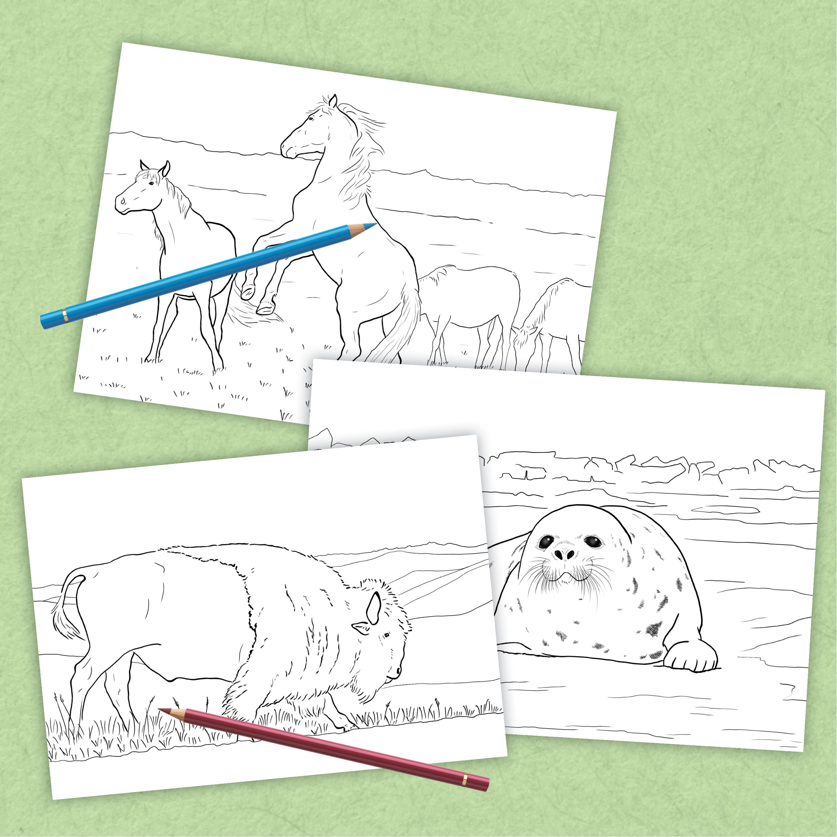 North American Animals Coloring Pages - 15 Pictures to Download and ...