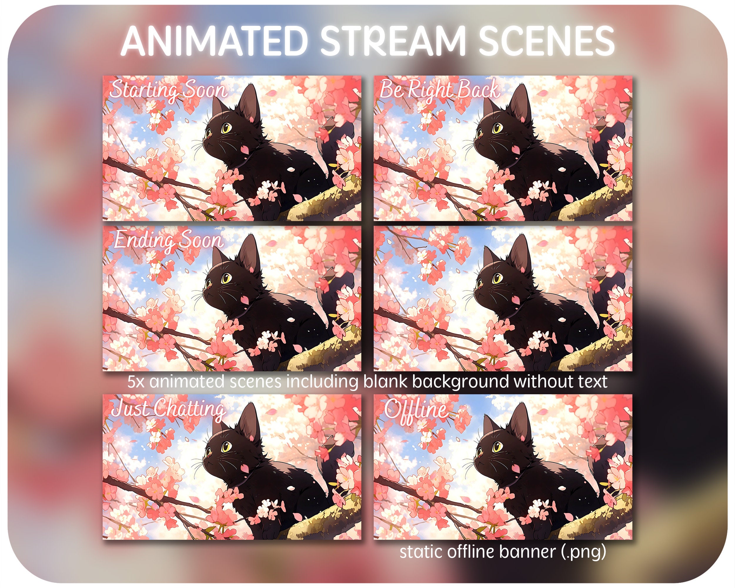 Cherry Blossom Black Cat Animated Stream Scenes Cute Kitten Floral ...