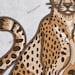 Multilayer Cheetah Laser Cut File 3D Layered Safari Laser Cut Dxf Dwg ...