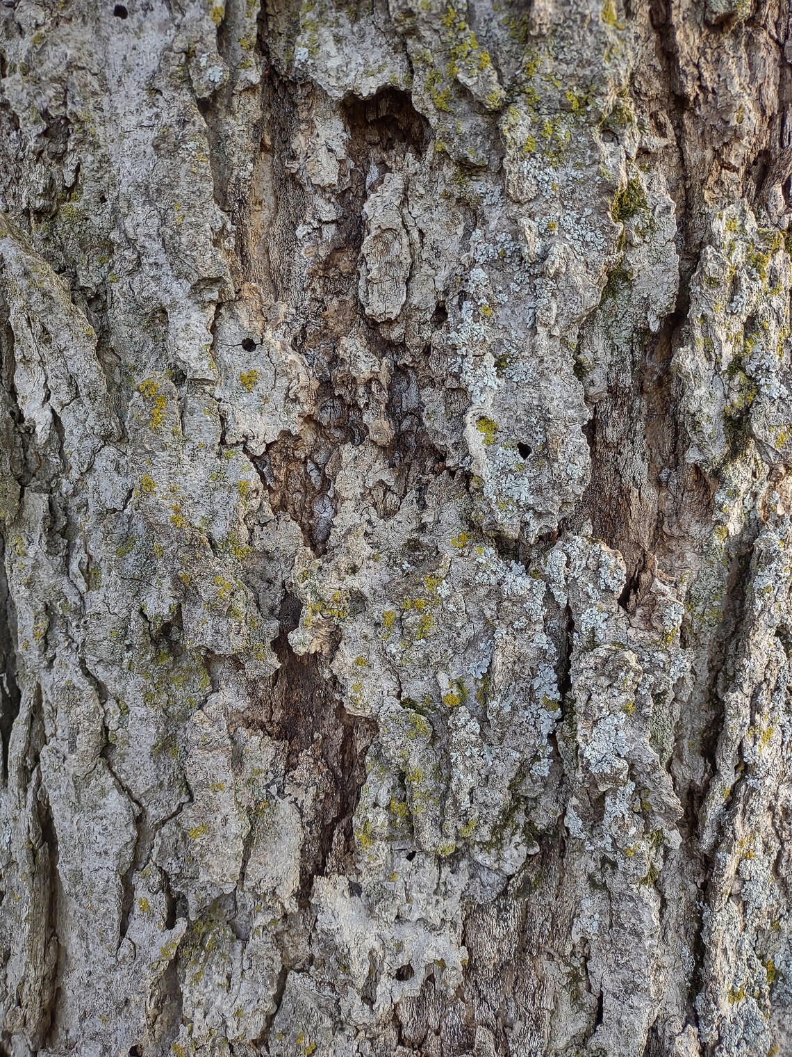 Tree Bark Texture Pack of 5 Photos - Etsy