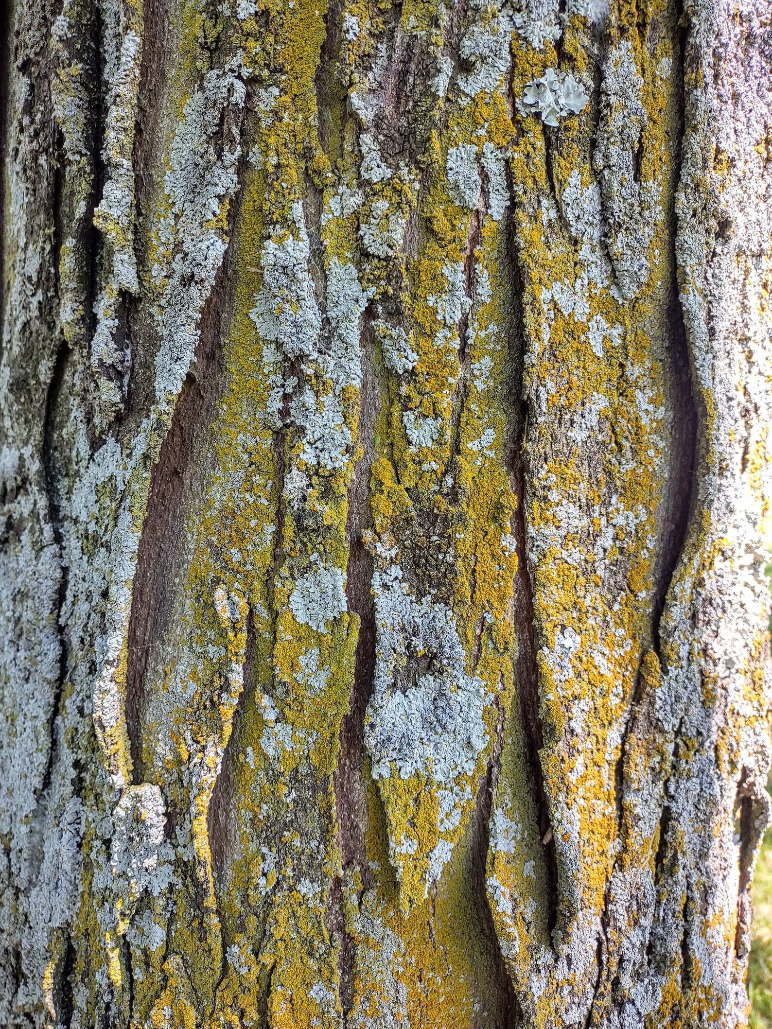 Tree Bark Texture Pack of 5 Photos - Etsy