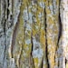 Tree Bark Texture Pack of 5 Photos - Etsy