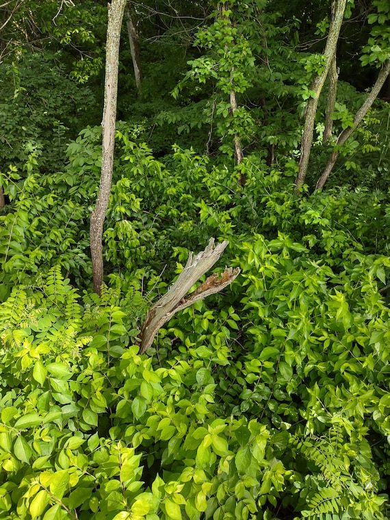 Background Foliage Greenery and Trees. Image Download. - Etsy