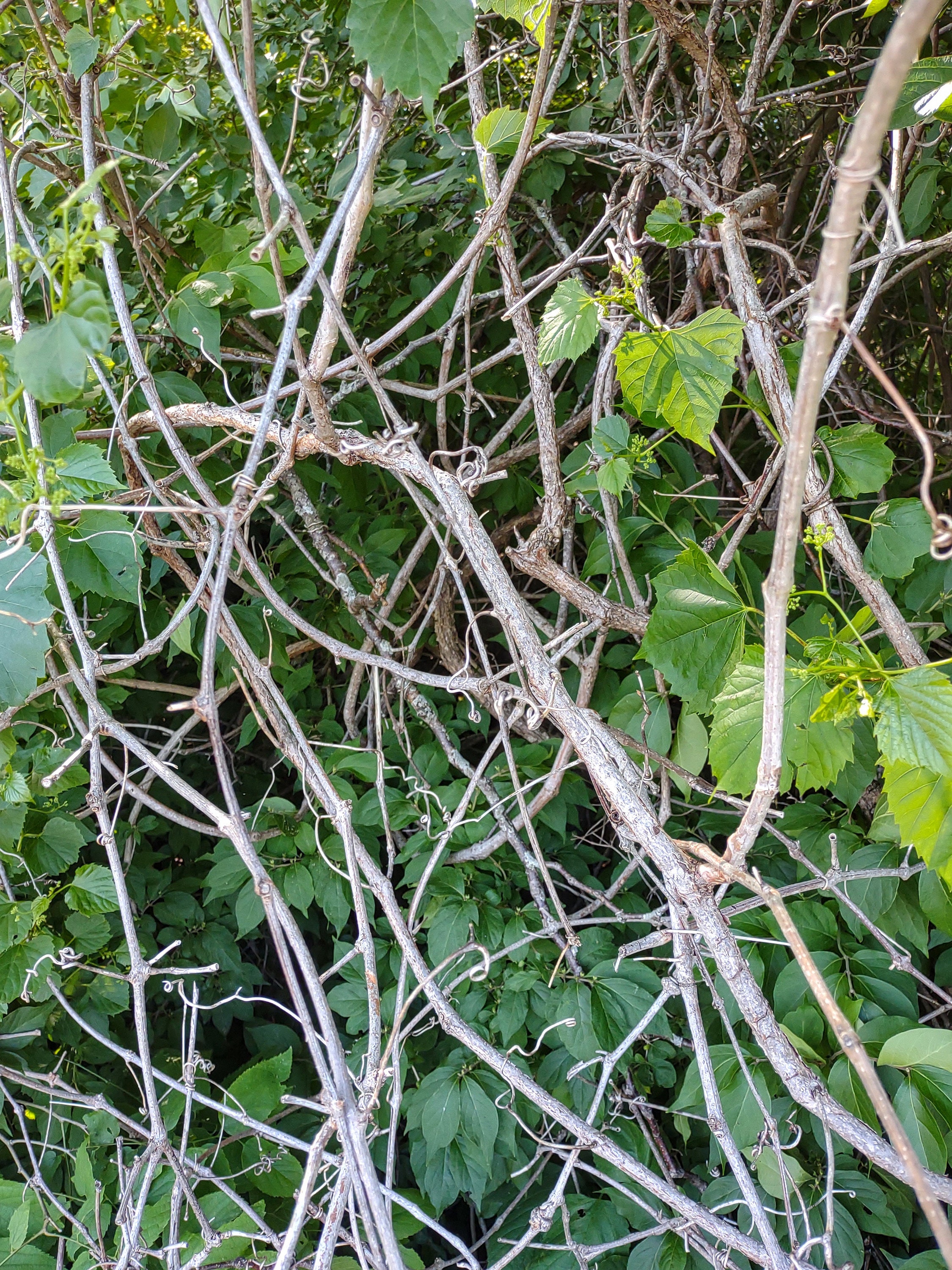 Vines and Greenery Image Download - Etsy