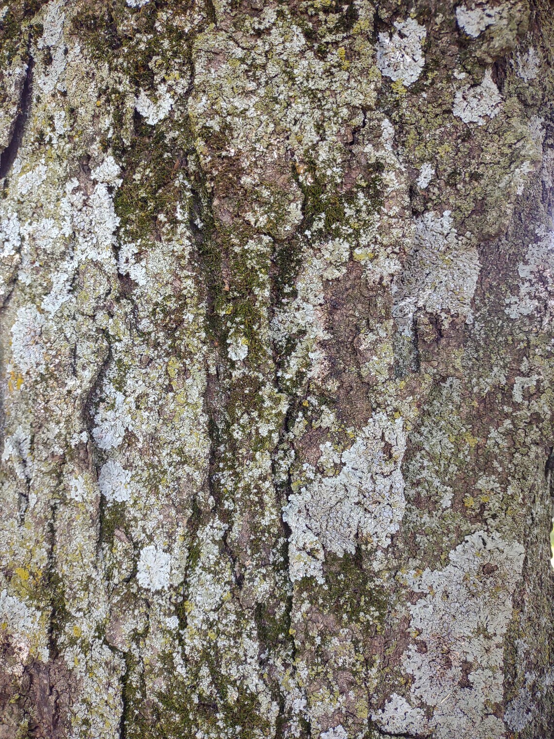 Tree Bark Texture Pack of 5 Photos - Etsy